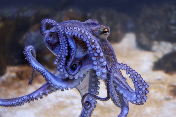 Une onde cérébrale inédite vient d’être identifiée dans le cerveau des ...