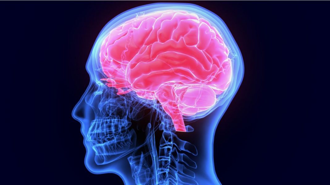 La température du cerveau humain s’avère nettement plus élevée que prévu