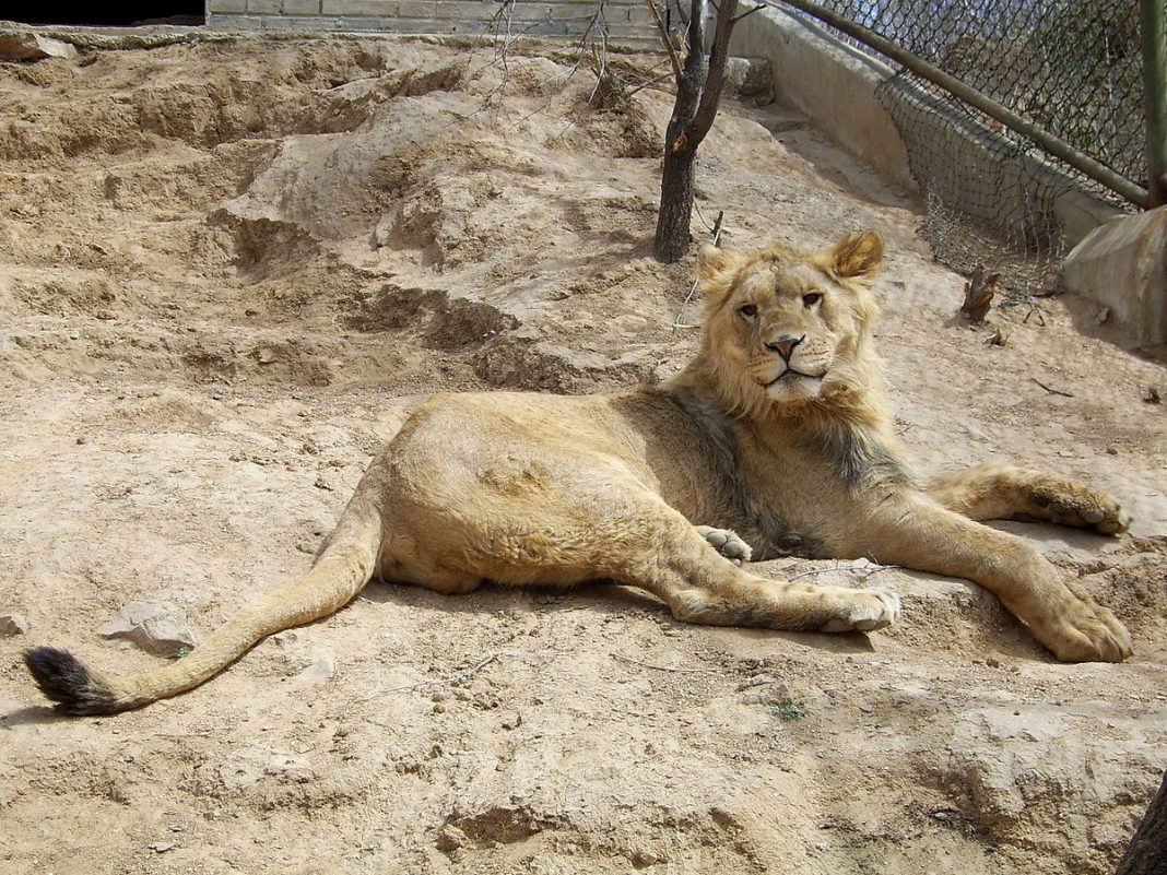 10 zoos magnifiques à travers le monde qui veillent chaque jour à ...