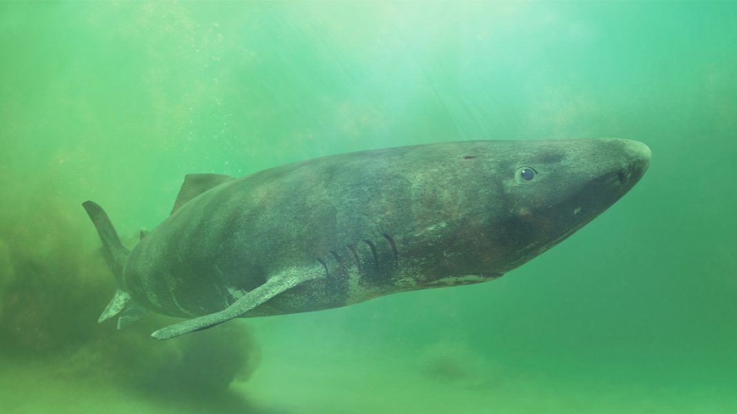 Un requin du Groenland retrouvé dans la mer des Caraïbes à des milliers ...