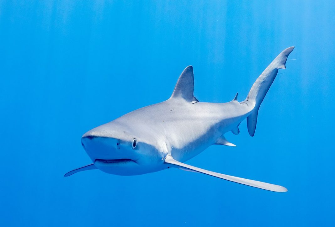 10 espèces de requins stupéfiantes