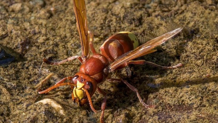 Le frelon oriental aux piqûres très douloureuses de nouveau observé en ...