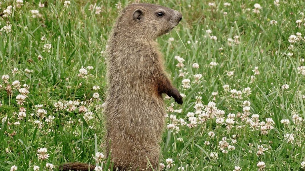 La marmotte, l'un des ingénieurs les plus habiles de la nature