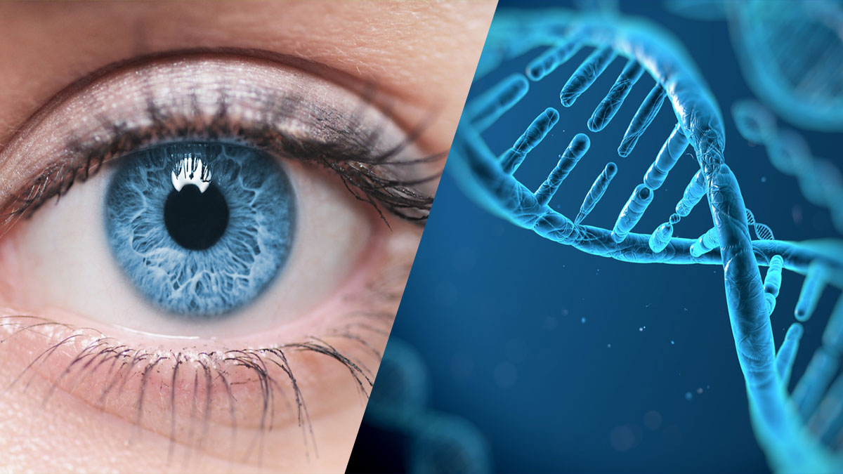 Les 10 Mutations G n tiques Les Plus Courantes Chez L Homme Les 10 Mutations G n tiques Les Plus Courantes Chez L Homme