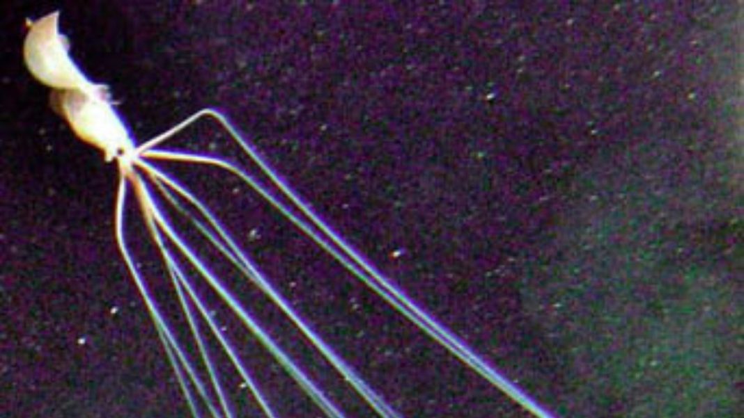 Zoom sur ce calmar à longs bras qui vit dans les profondeurs des océans