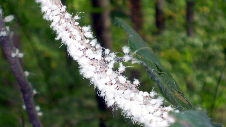 Ces insectes dansants semblent sortir tout droit d'un film de Hayao ...