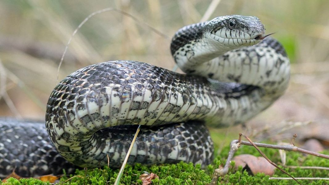 Un homme en Alabama découvre un énorme serpent ratier gris dans ses ...