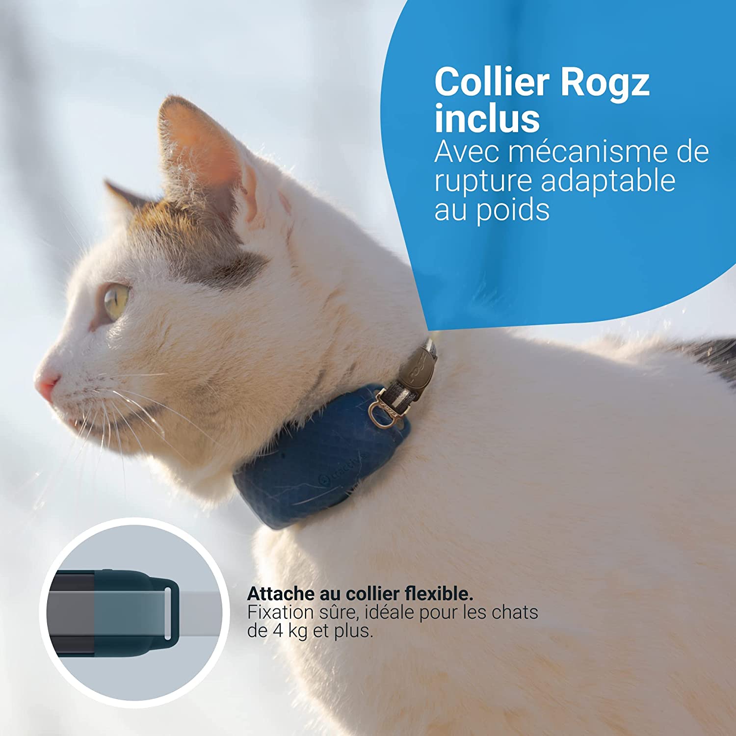 Vous adorez votre chat : ne risquez plus jamais de le perdre grâce à ce ...