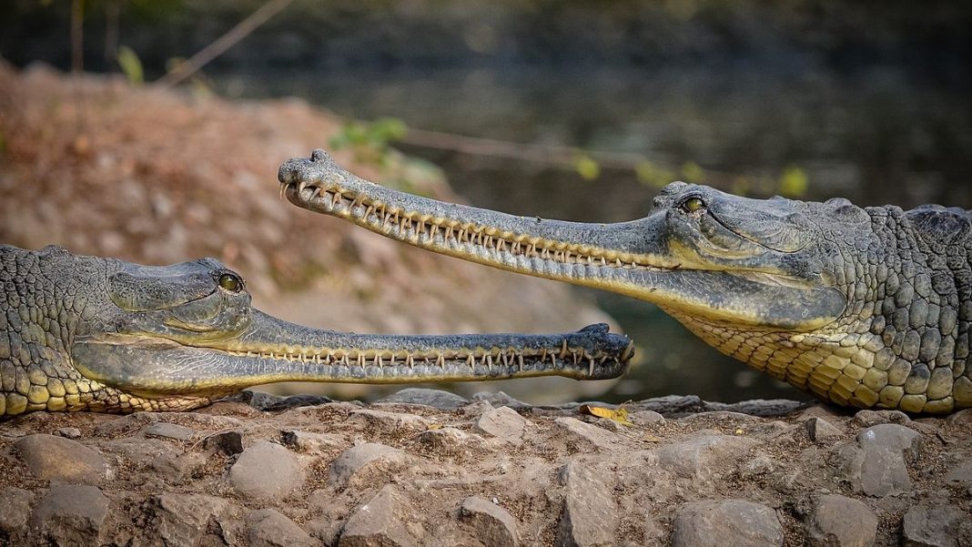 Rencontrez le gavial, une espèce de crocodile qui a vraiment besoin de ...
