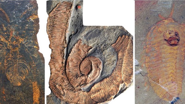 Des arthropodes géants dominaient les mers il y a 470 millions d'années