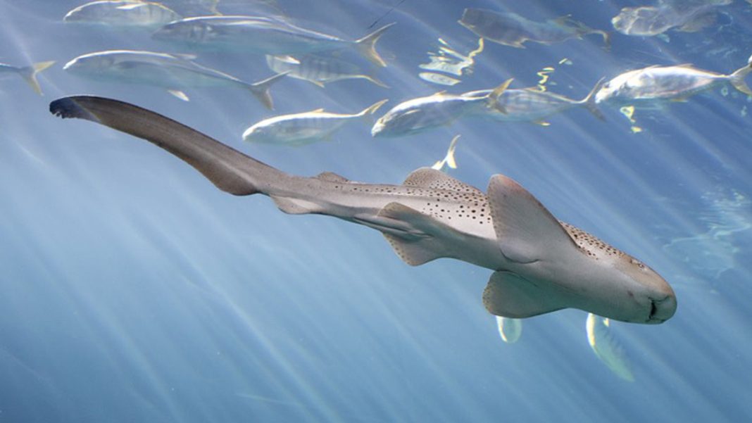 Des naissances virginales inattendues observées chez le requin-zèbre