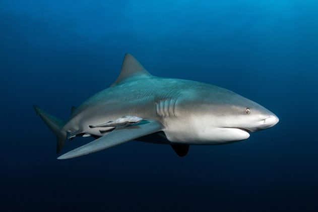 Les différents types de requins et leurs caractéristiques