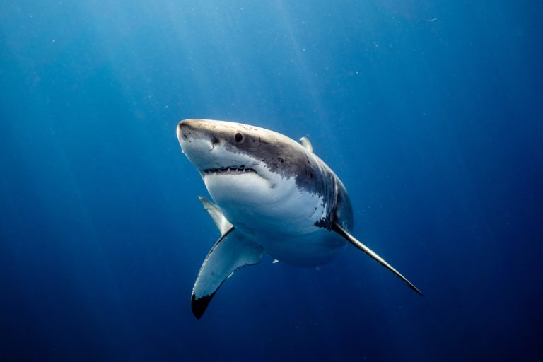Les différents types de requins et leurs caractéristiques