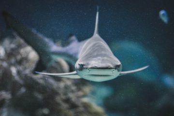 Les différents types de requins et leurs caractéristiques