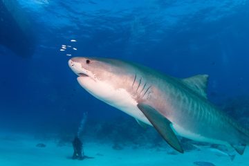 Les différents types de requins et leurs caractéristiques