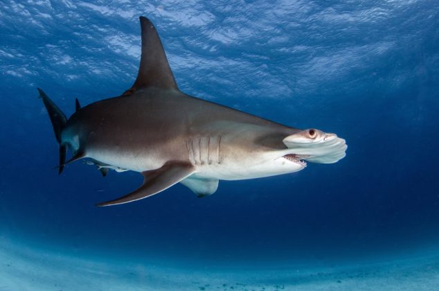 Les différents types de requins et leurs caractéristiques