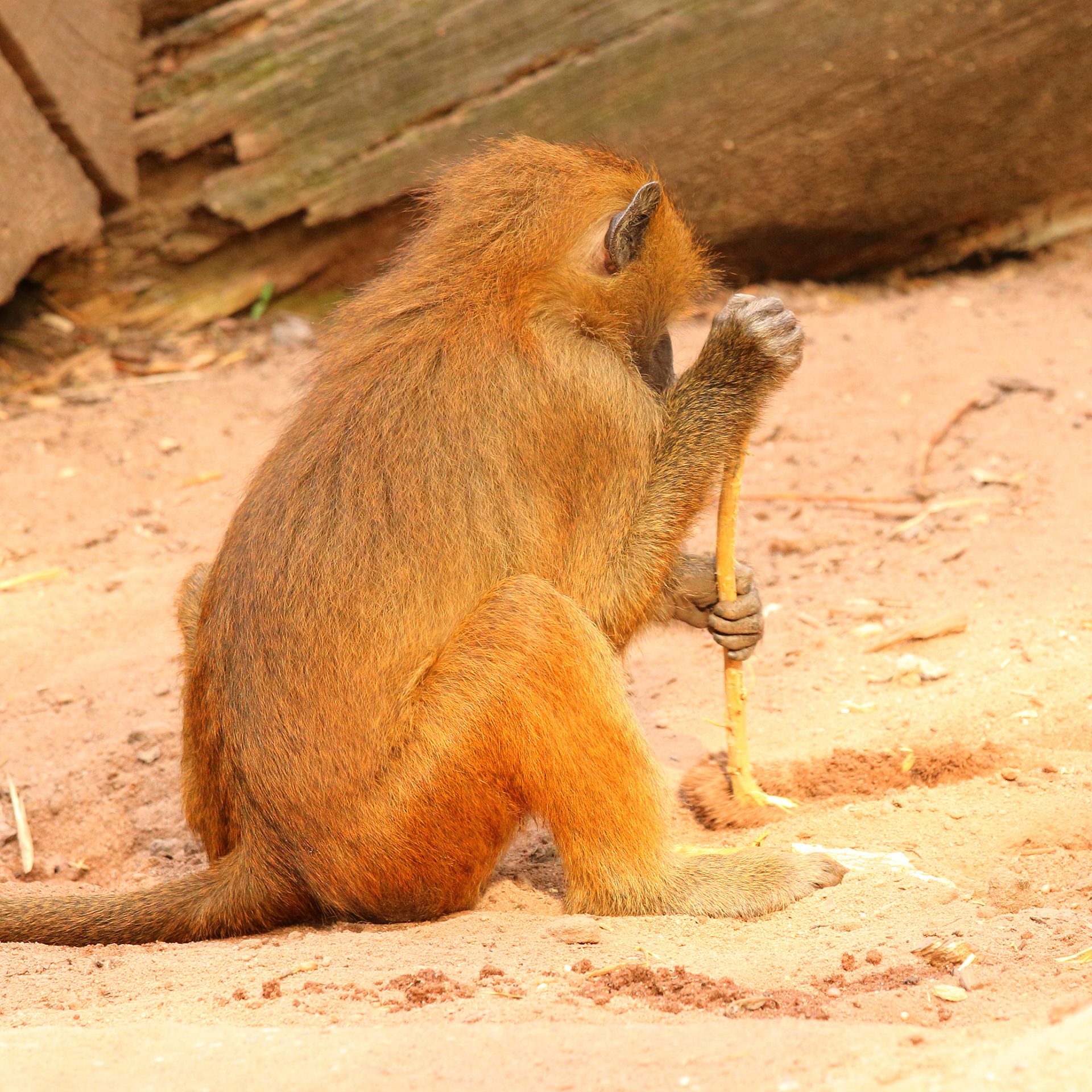 Les animaux innovants : l'histoire de la fabrication d'outils chez les ...