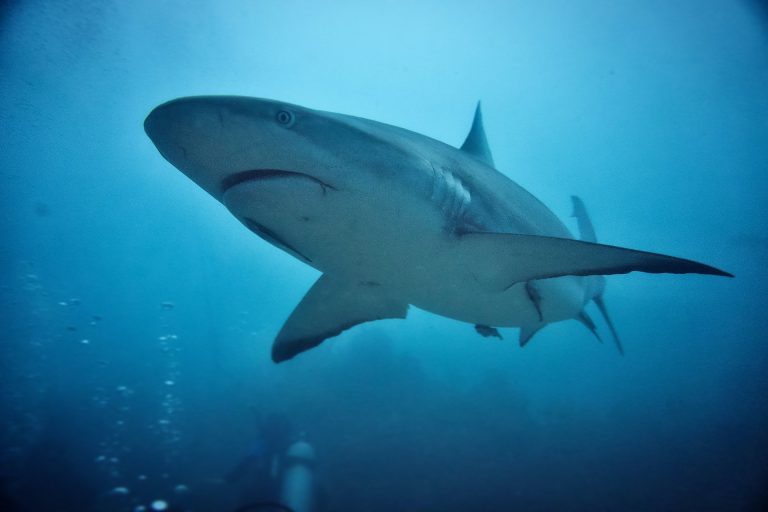 Les différents types de requins et leurs caractéristiques