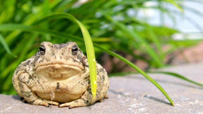 Un crapaud géant de 2,5 kg découvert en Australie