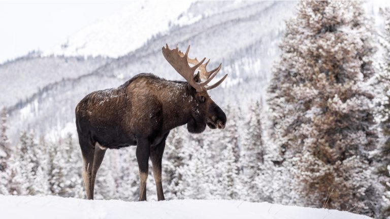 Un élan perd ses bois dans cette vidéo rare