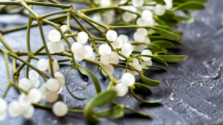 Le saviez-vous ? Le gui est un parasite