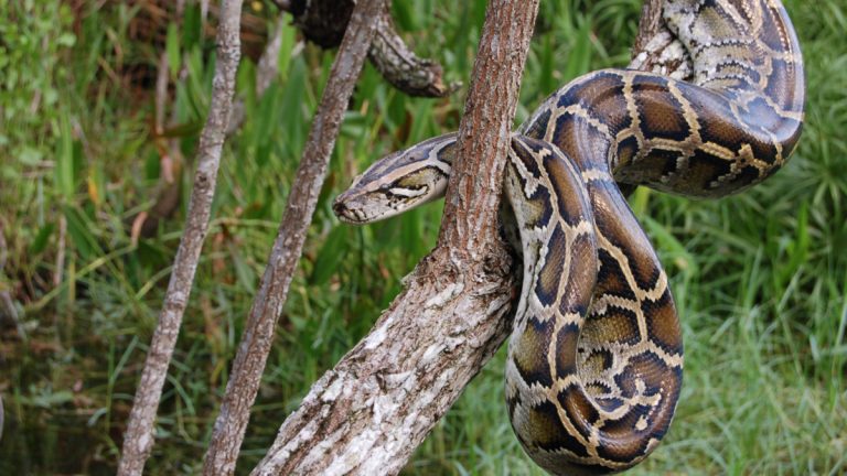 Un homme attrape à mains nues un énorme python