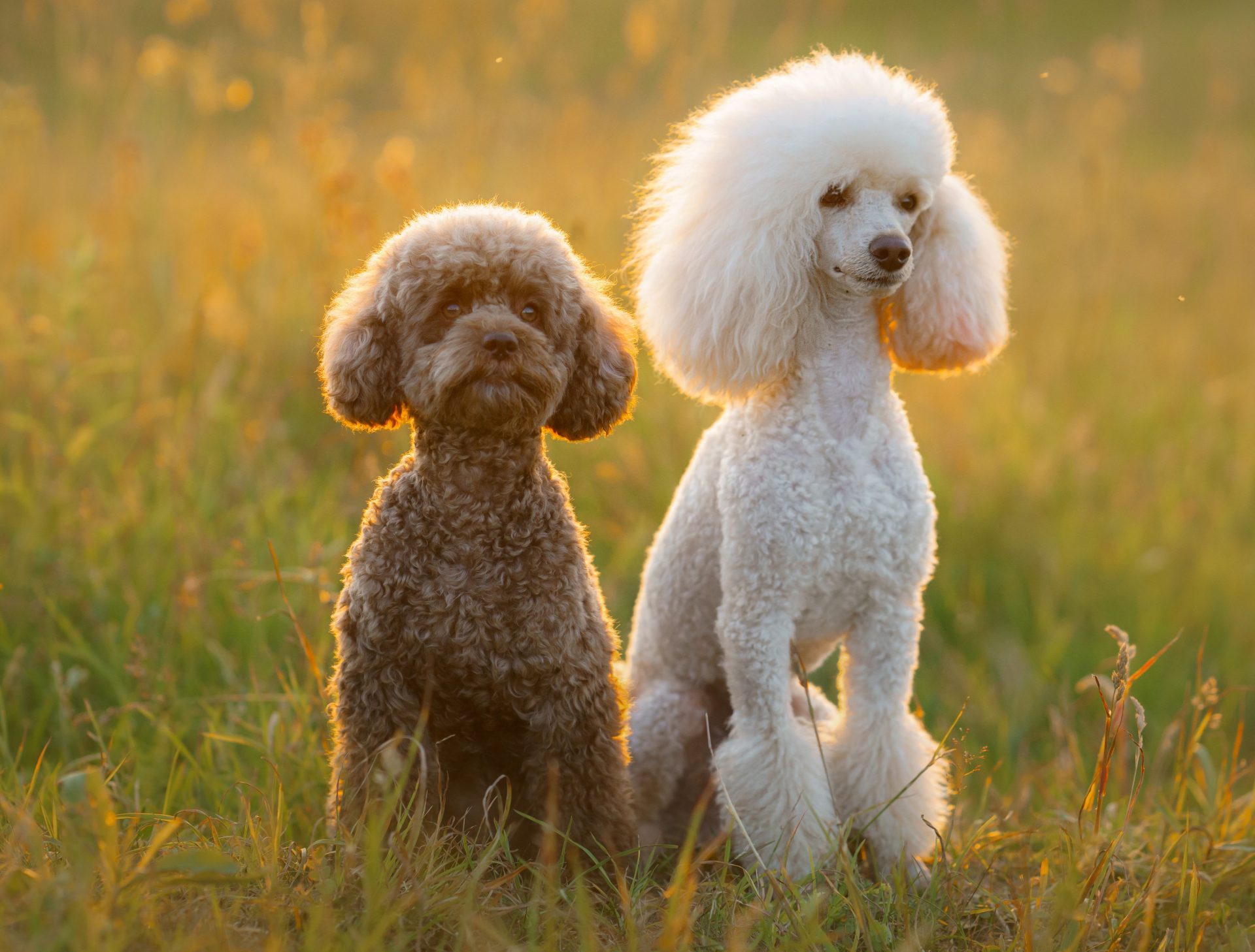 TOP 10 des races de chiens les plus populaires au monde