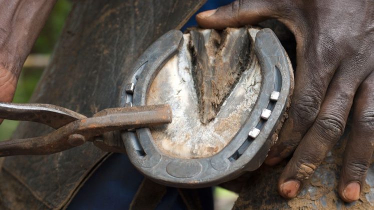 Pourquoi les chevaux portent-ils des fers