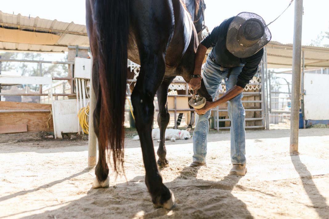 Pourquoi les chevaux portent-ils des fers