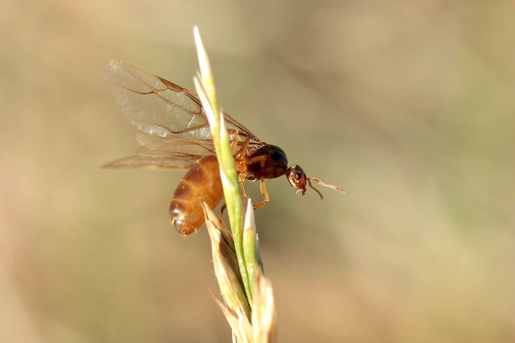 À quelle hauteur les insectes peuvent-ils voler