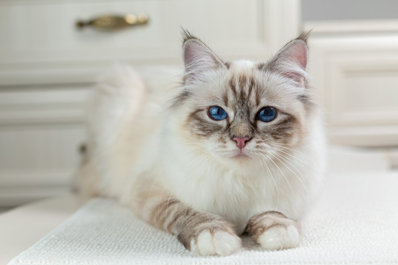 Les 10 plus beaux chats du monde