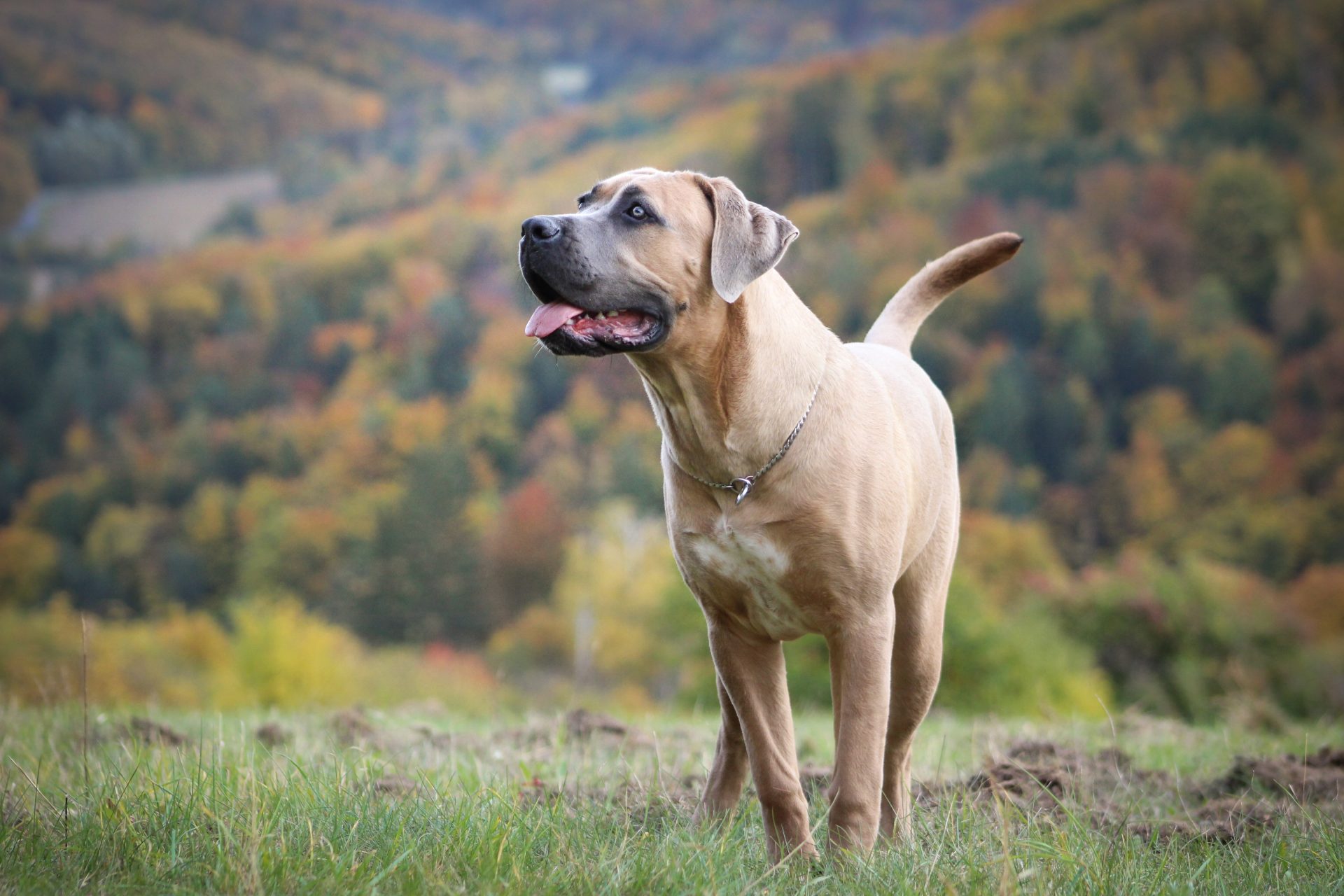 TOP 10 des races de chiens les plus populaires au monde