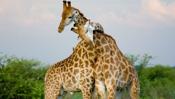 De nouvelles observations éclairent la vie sexuelle des girafes