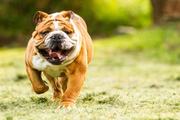 TOP 8 des races de chiens à la peau plissée