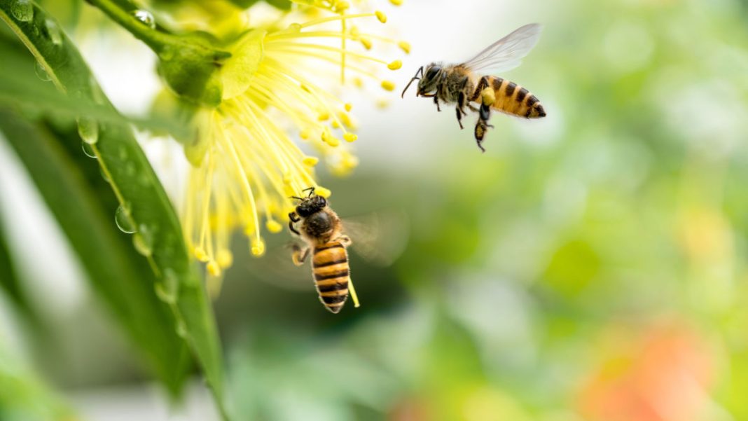 Le saviez-vous ? Le pénis des abeilles explose pendant l'accouplement
