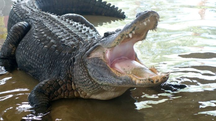Regardez ce gros alligator déguster un plus petit dans un parc en Floride