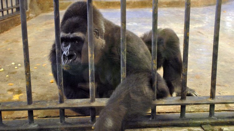 Il faut libérer Bua Noi, un gorille exposé depuis 30 ans dans un centre ...