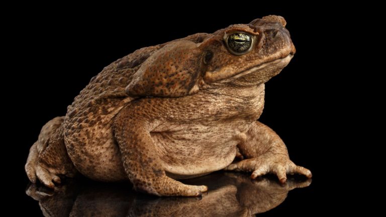 Ce crapaud a une étrange caractéristique : il possède 5 pattes