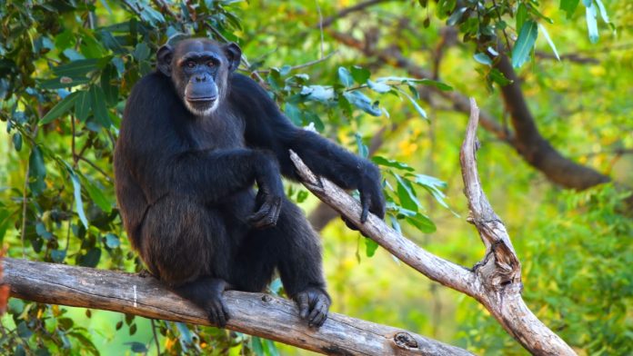Les grands singes se font tourner la tête pour ressentir la sensation d ...
