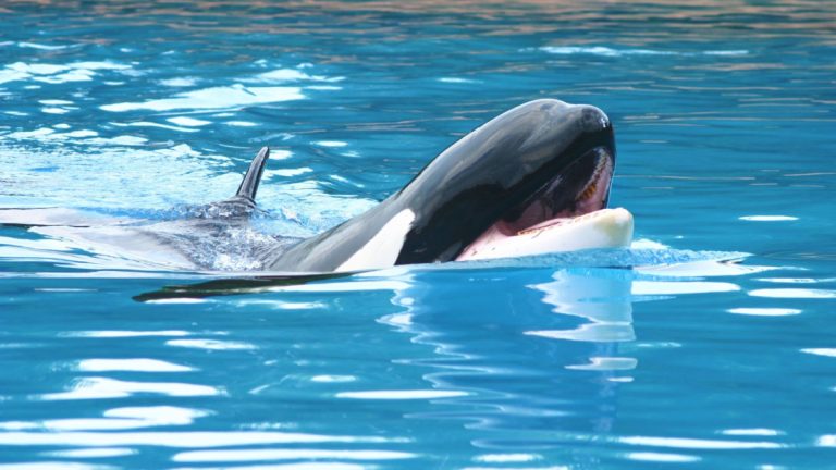 Kiska, l’orque la plus seule du monde, est décédée au Canada