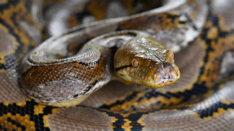 Regardez ce serpent géant se faire extraire du dessous d'une voiture