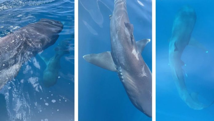 Deux requins grande-gueule ont été filmés en train de se courtiser pour ...