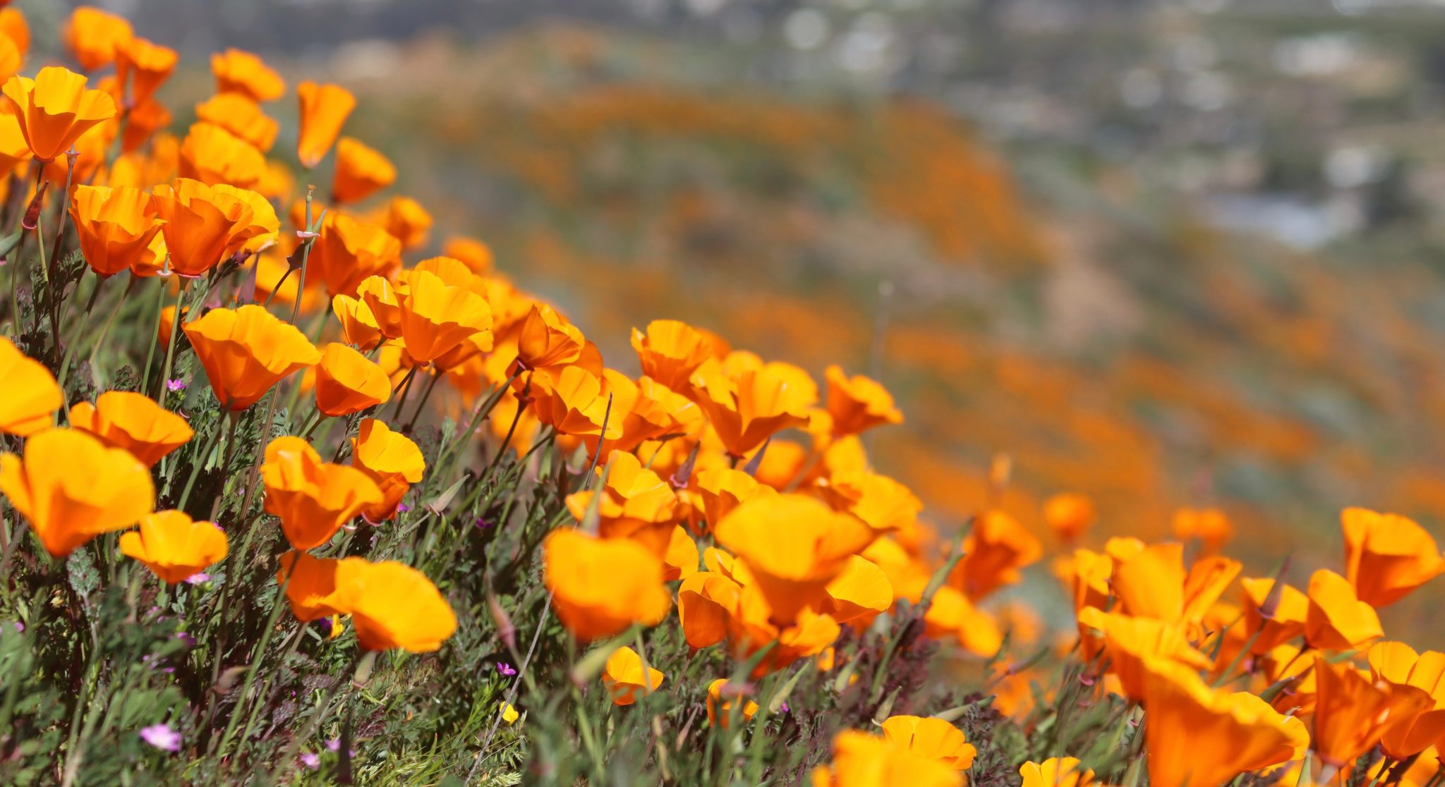 La super floraison en Californie offre un spectacle coloré époustouflant