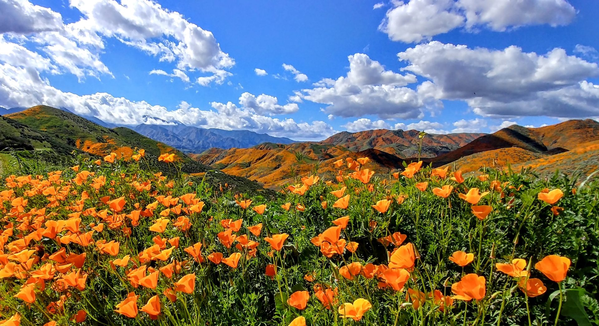 La super floraison en Californie offre un spectacle coloré époustouflant