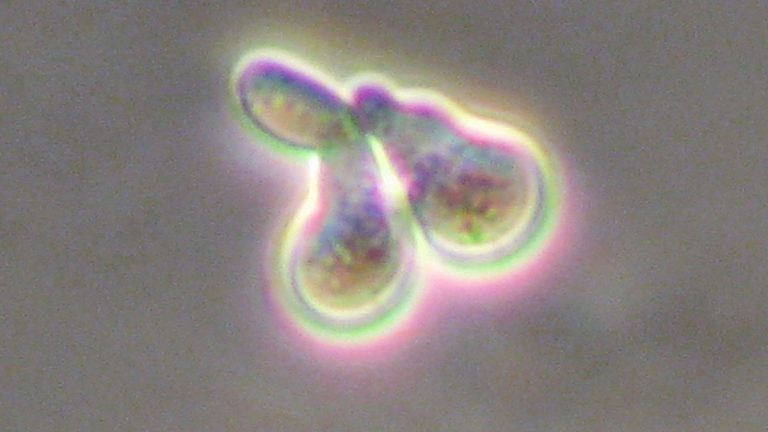 Le saviez-vous ? Certaines cellules de levure se reproduisent sexuellement