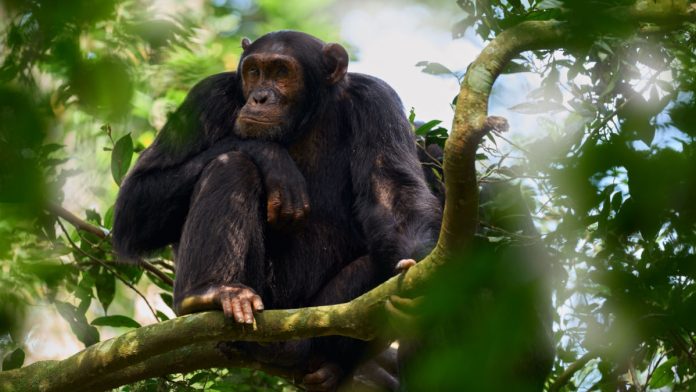 Une bataille brutale entre chimpanzés révélée dans un nouveau ...