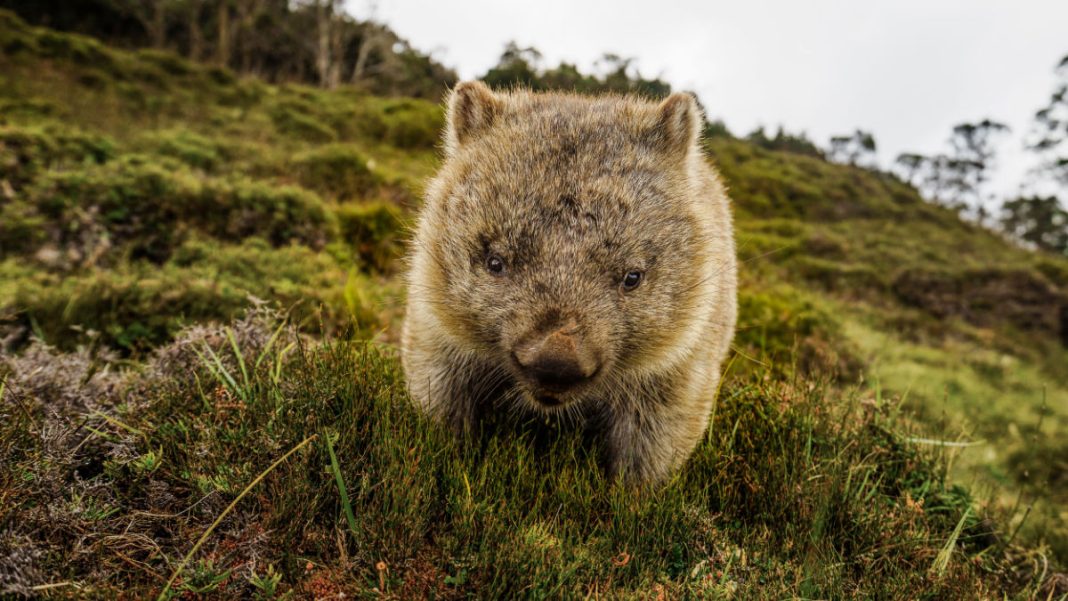 Rarement observée, la sexualité du wombat apparaît sauvage et agressive