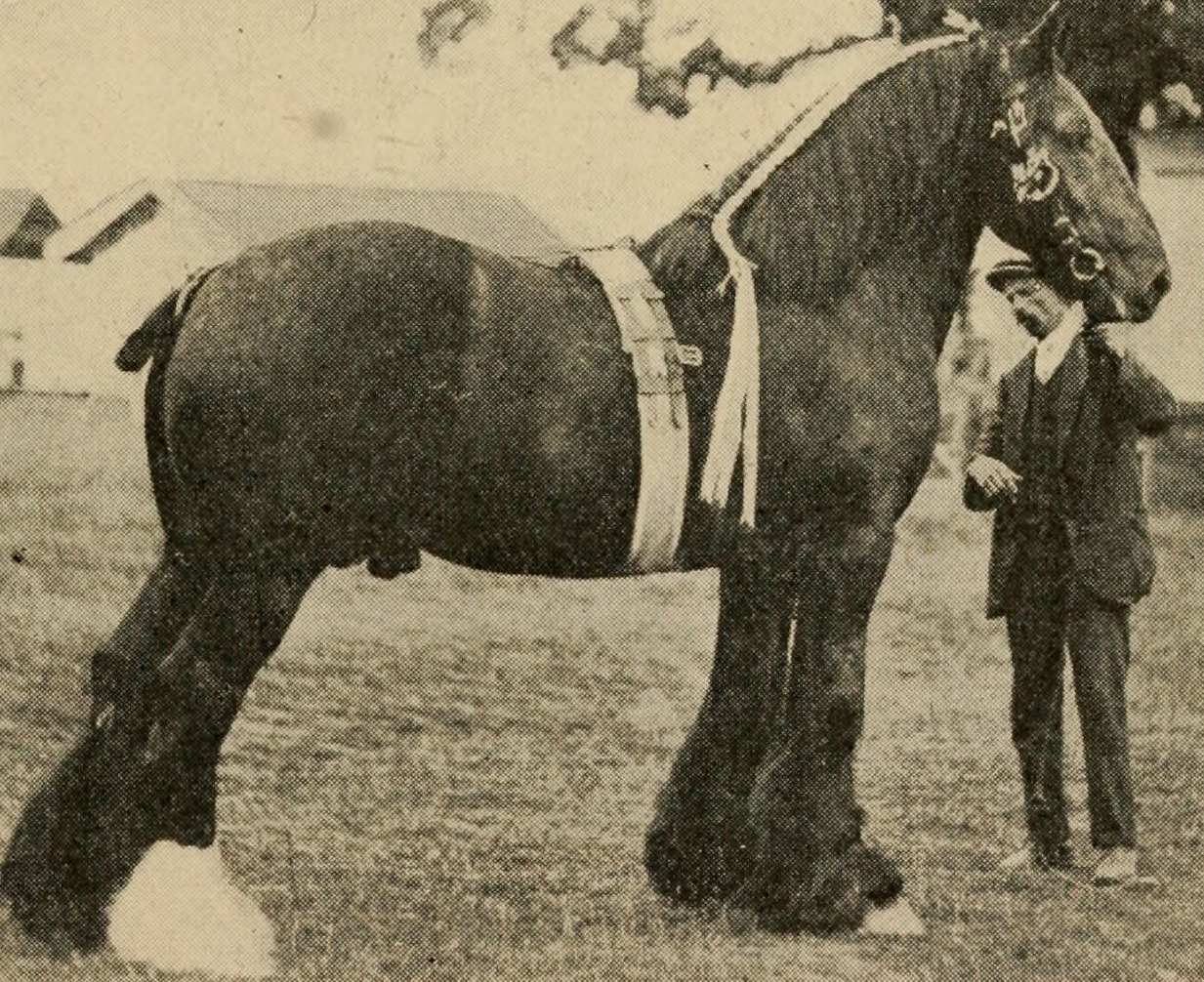 Quel était le plus grand cheval au monde