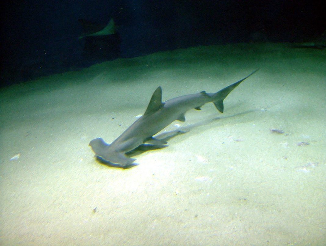 Les requins-marteaux "retiennent leur souffle" pour plonger dans les ...