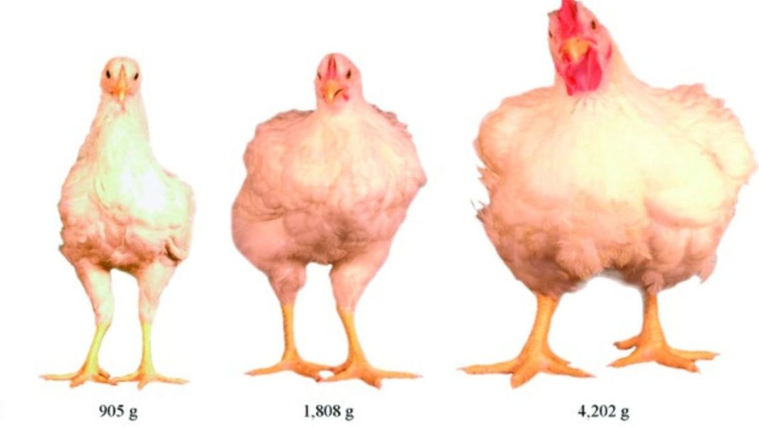 Comment les poulets ont triplé de taille depuis les années 1950
